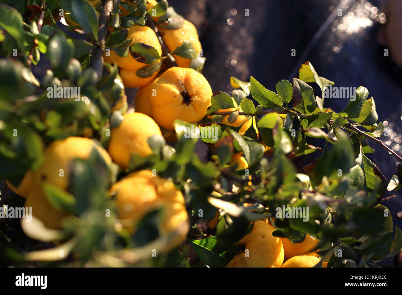 fruiting quince bush Stock Photo - Alamy