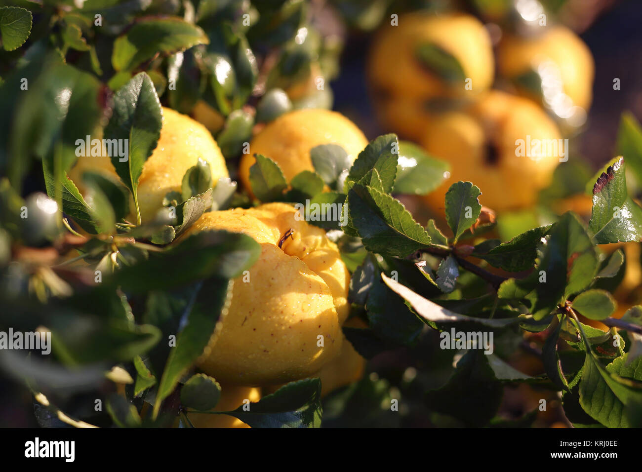 fruiting quince bush Stock Photo - Alamy