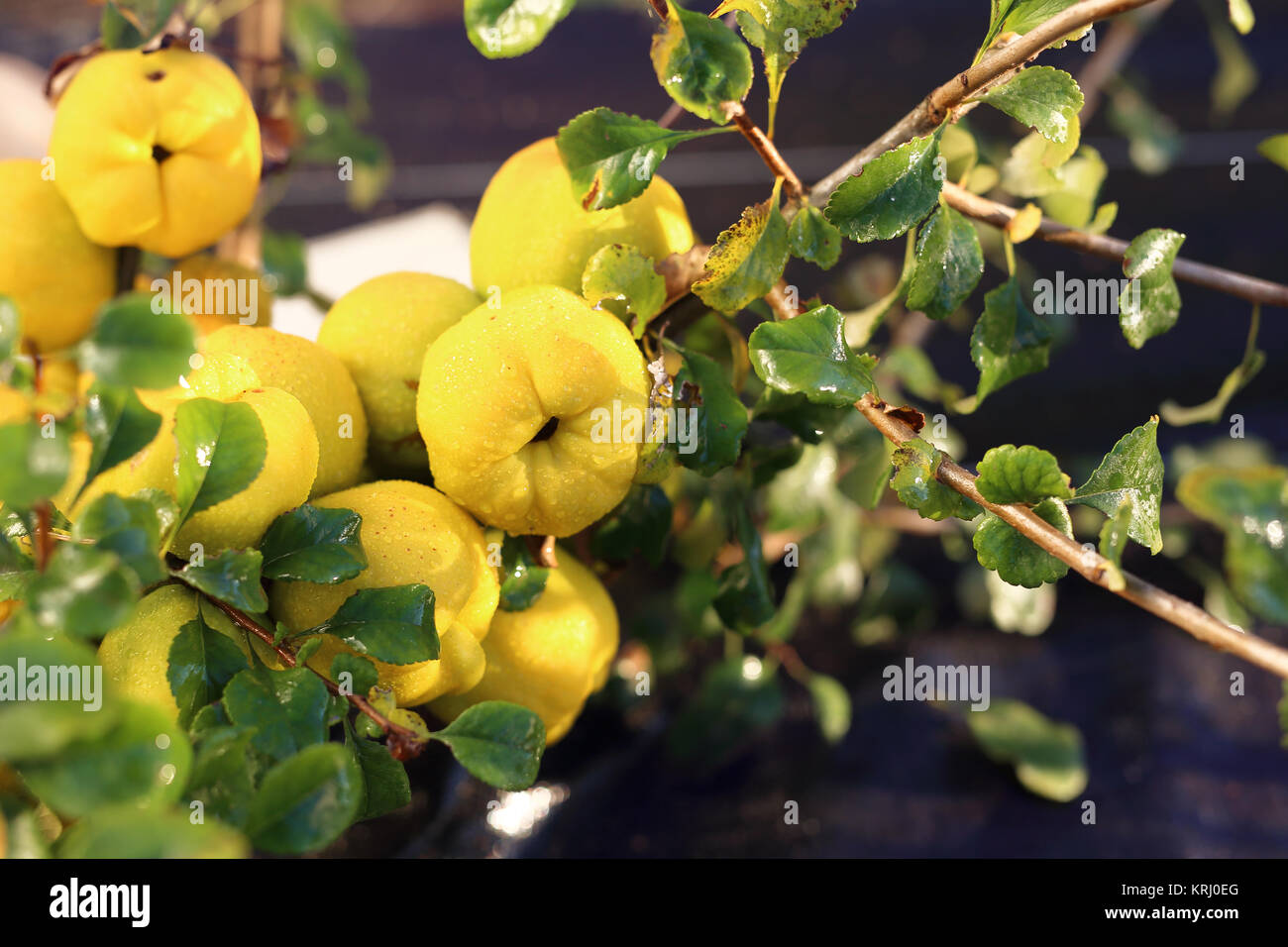 fruiting quince bush Stock Photo - Alamy