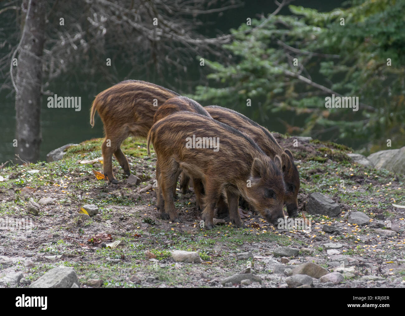 Black boars hi-res stock photography and images - Alamy