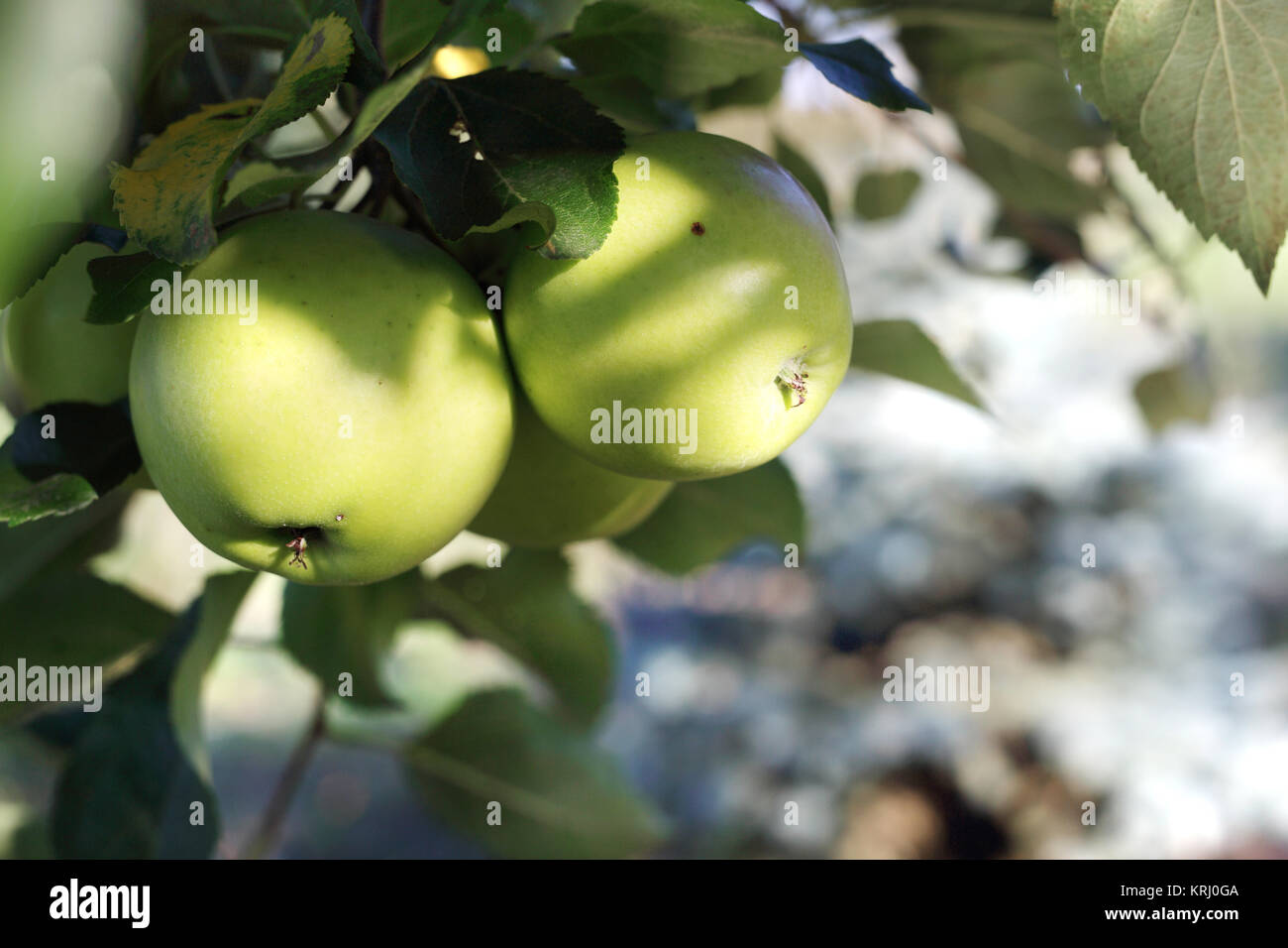 apple orchard. ecological cultivation of apples Stock Photo - Alamy
