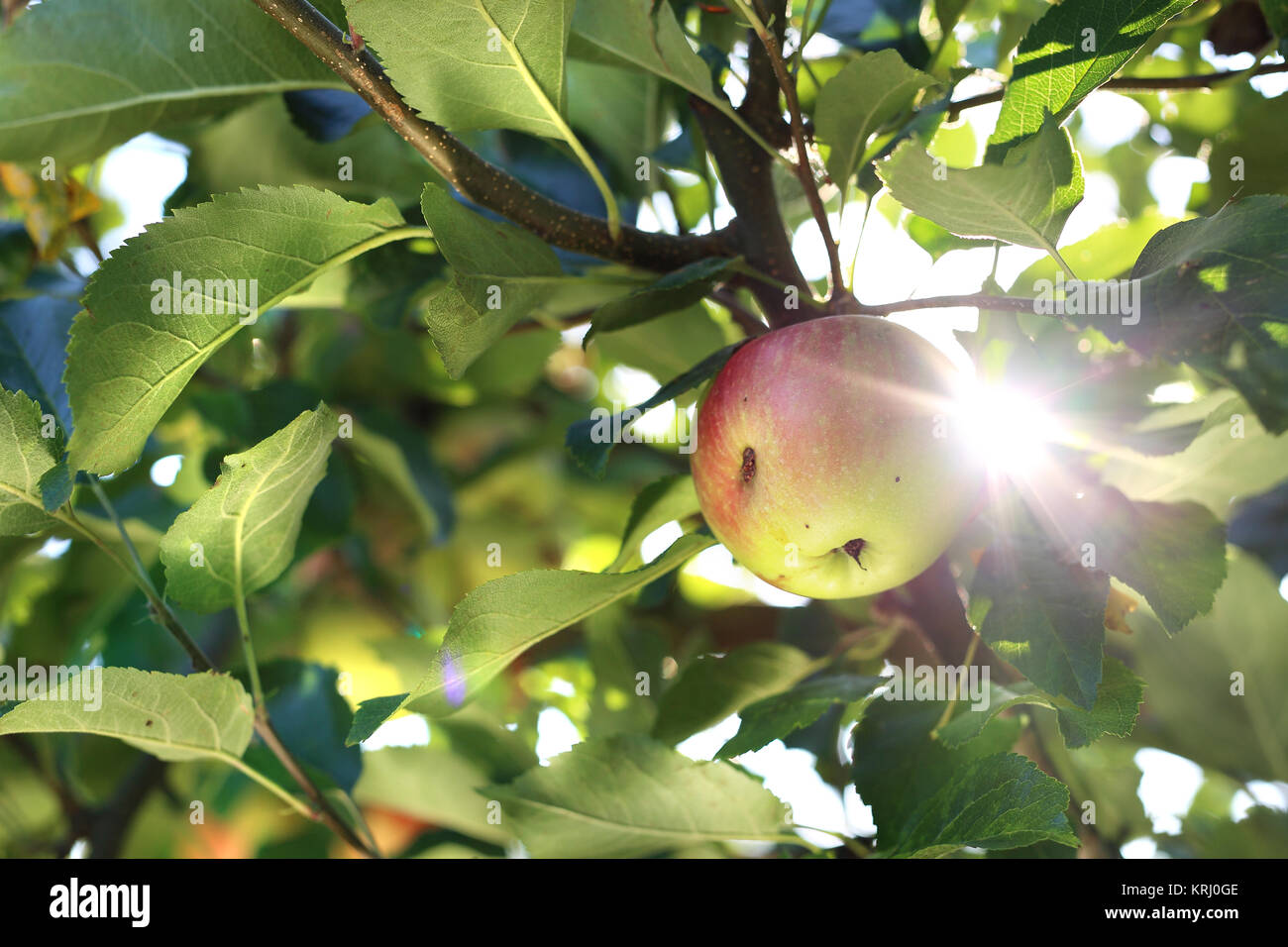 apple orchard. organic growing of apples Stock Photo - Alamy