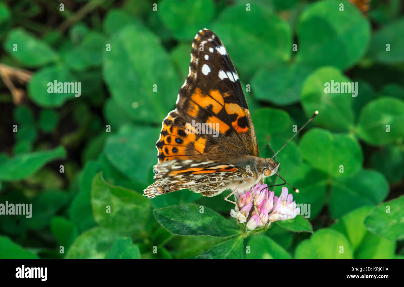 Belle-Dame Butterfly on a Clover Flower Stock Photo - Alamy