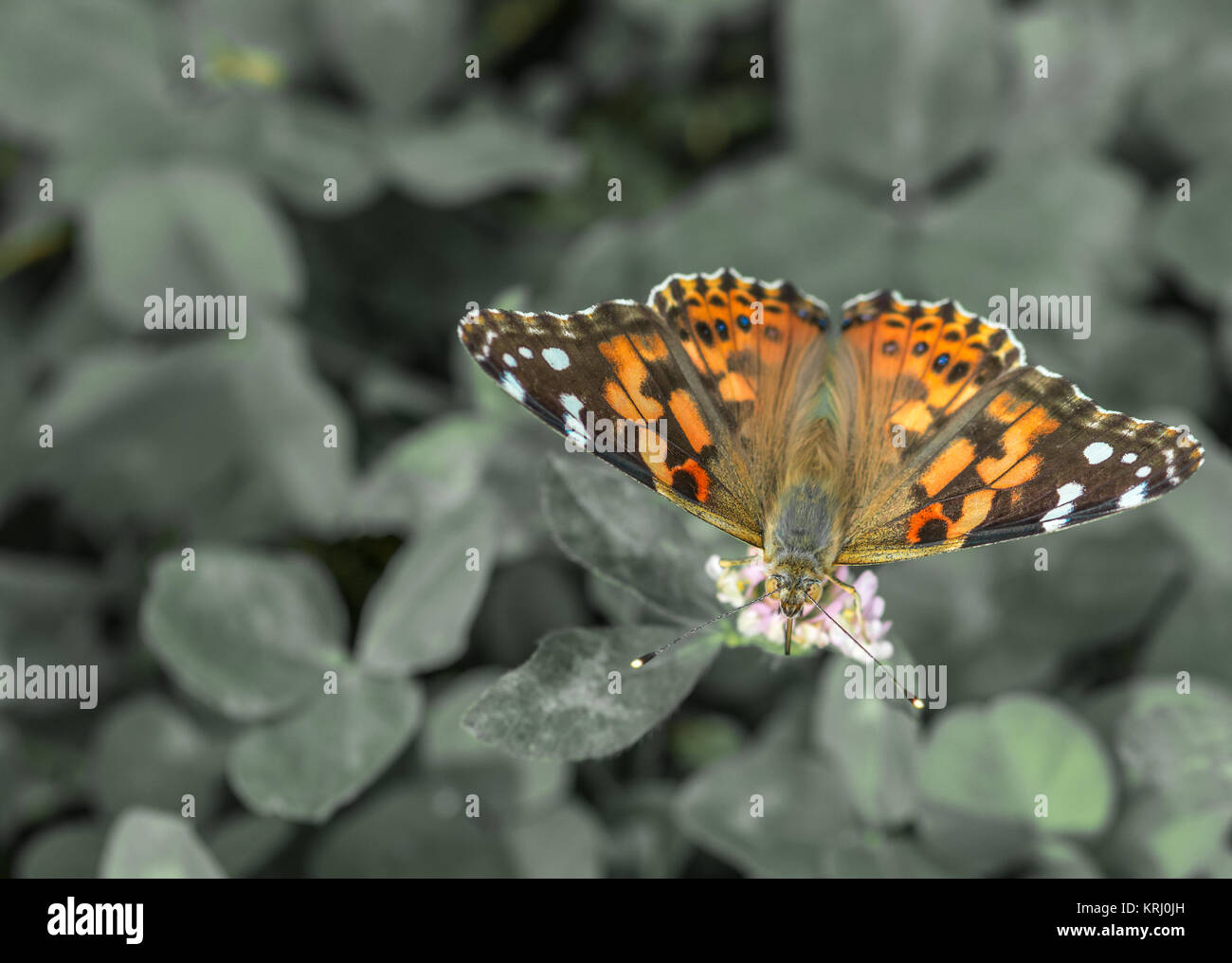 Belle-Dame Butterfly on a Clover Flower Stock Photo - Alamy