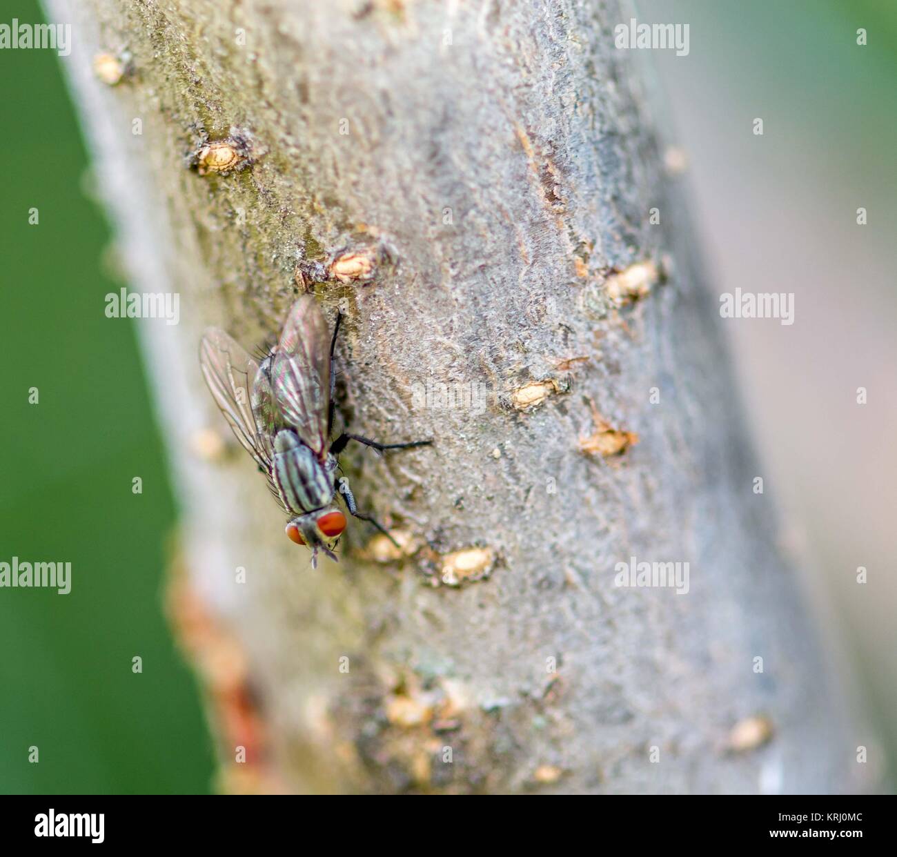 Japanese flies hi-res stock photography and images - Alamy