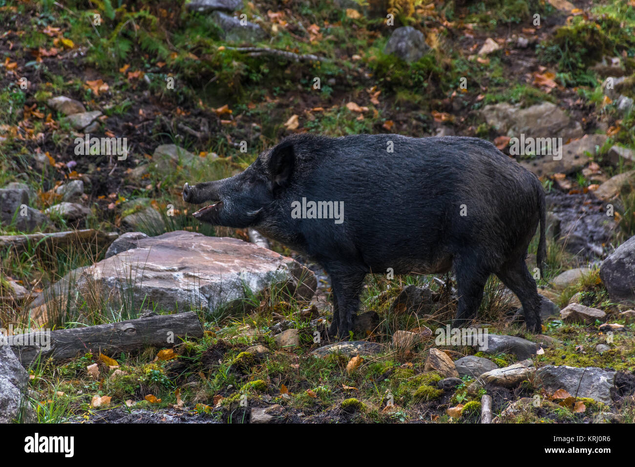 Black Boar at Omega Park, Québec, Canada Stock Photo - Alamy
