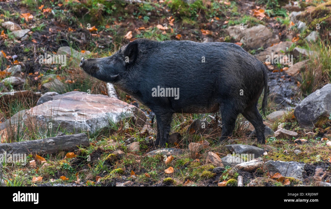 Black boars hi-res stock photography and images - Alamy
