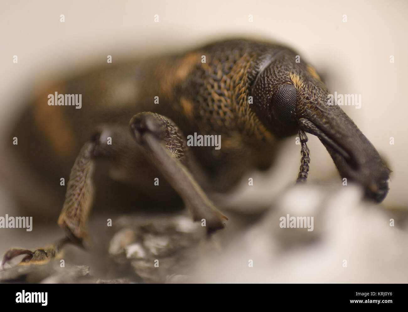 Close up view of weevil beetle hi-res stock photography and images - Alamy