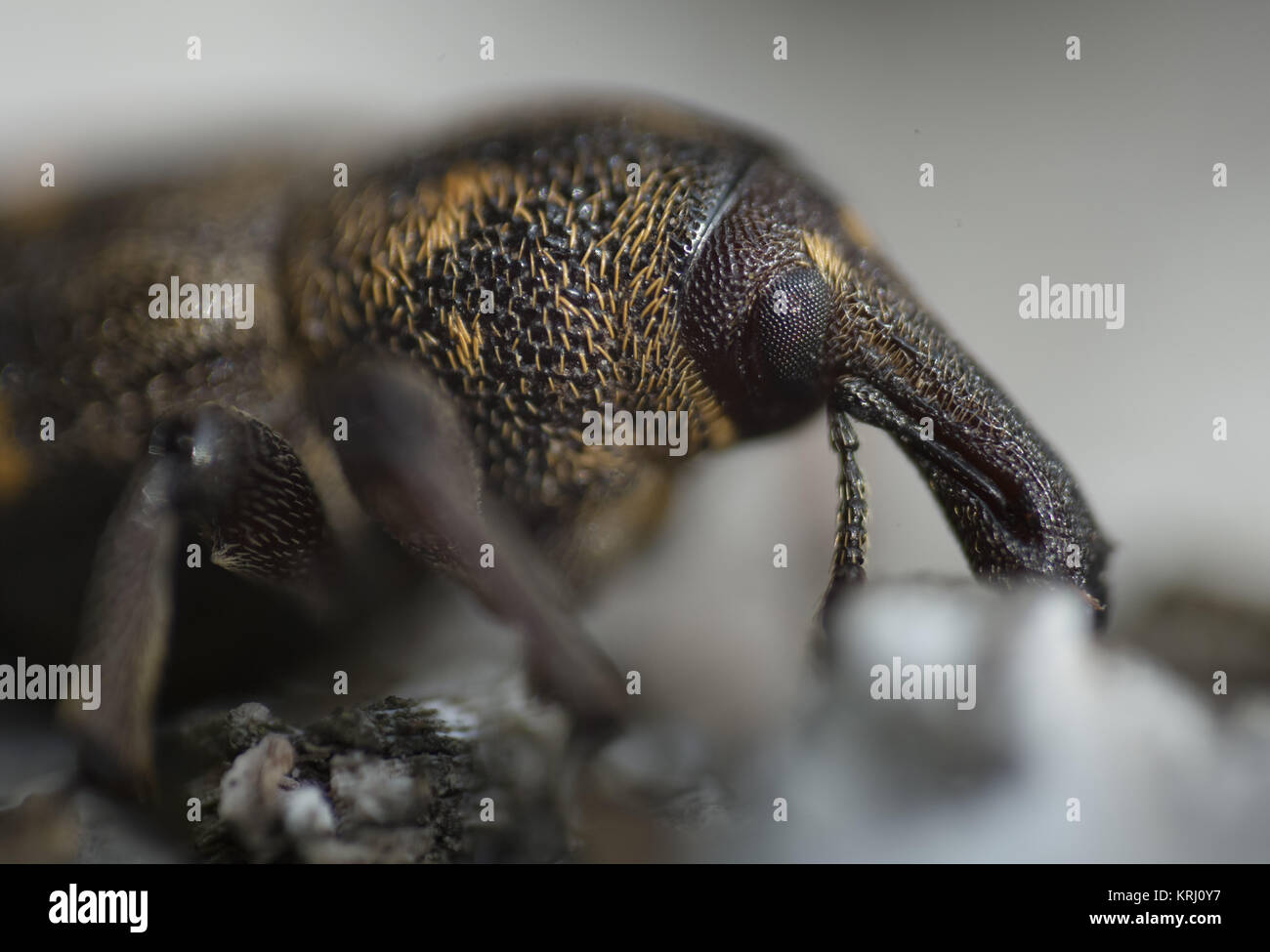 Weevil in nature Stock Photo - Alamy