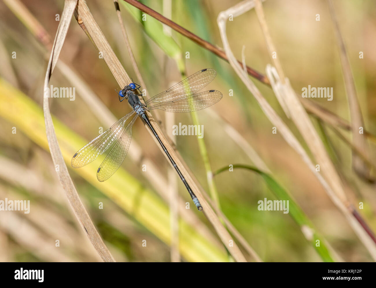 Beautiful blue black damselfly hi-res stock photography and images - Alamy