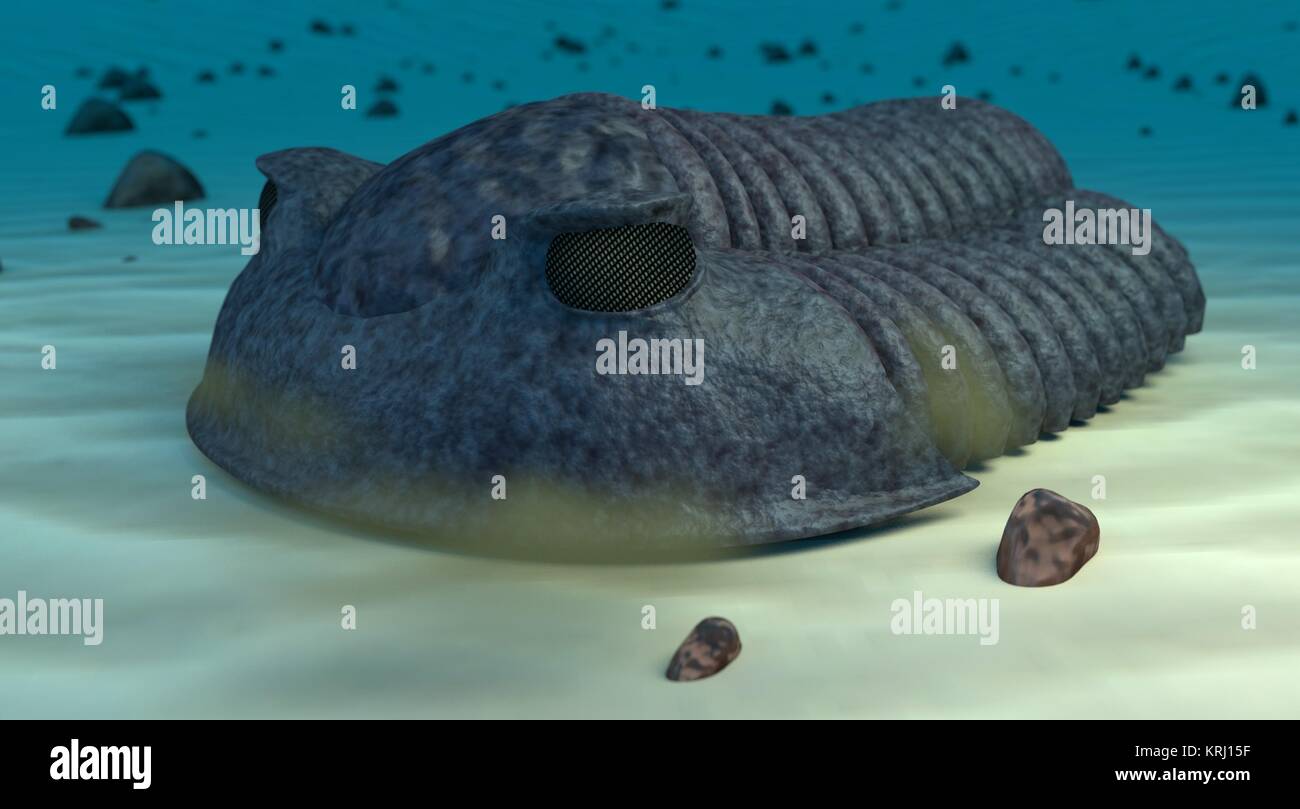 Cambric trilobite render Stock Photo - Alamy