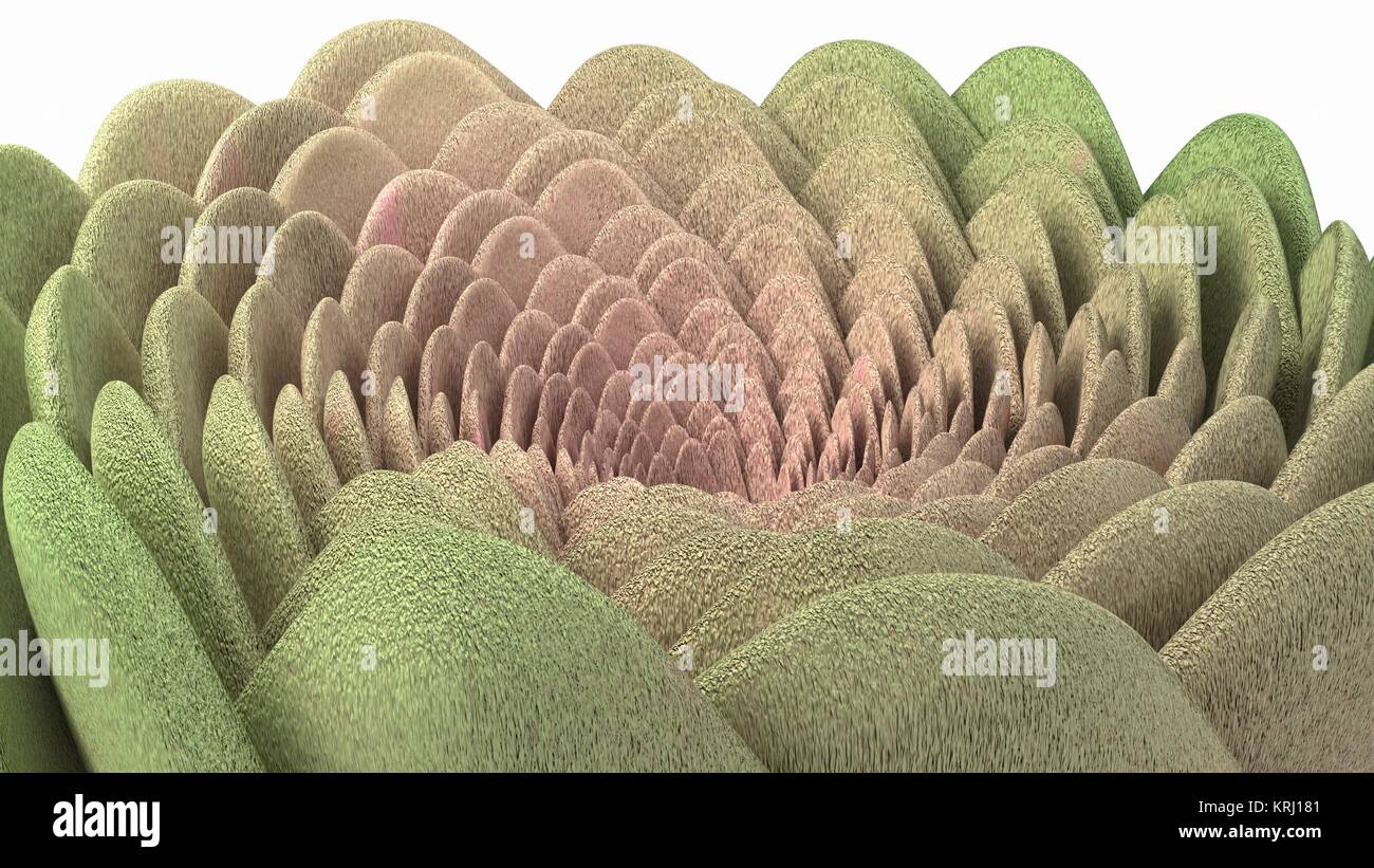 Spiral flower fluffy succulent Stock Photo - Alamy