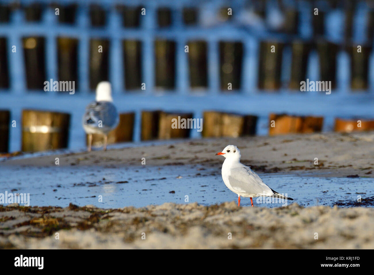 groynes on the baltic sea in the evening sun Stock Photo - Alamy