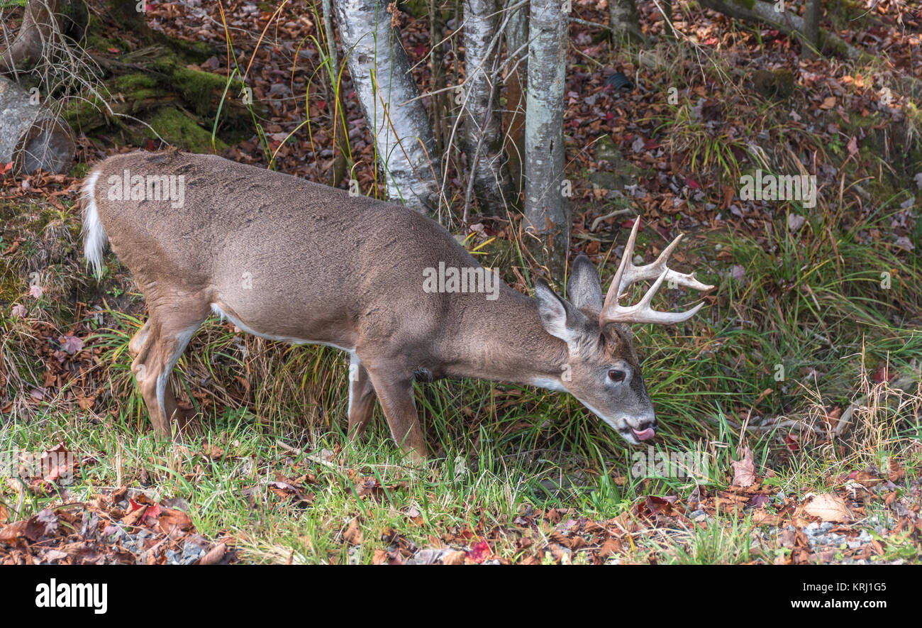 Deer drinking hi-res stock photography and images - Alamy