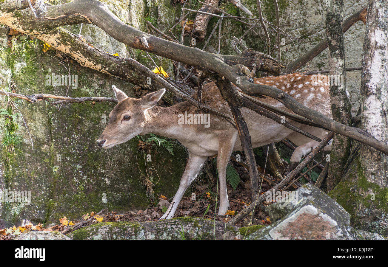 Deer escaping and climbing from a wall of rocks Stock Photo - Alamy