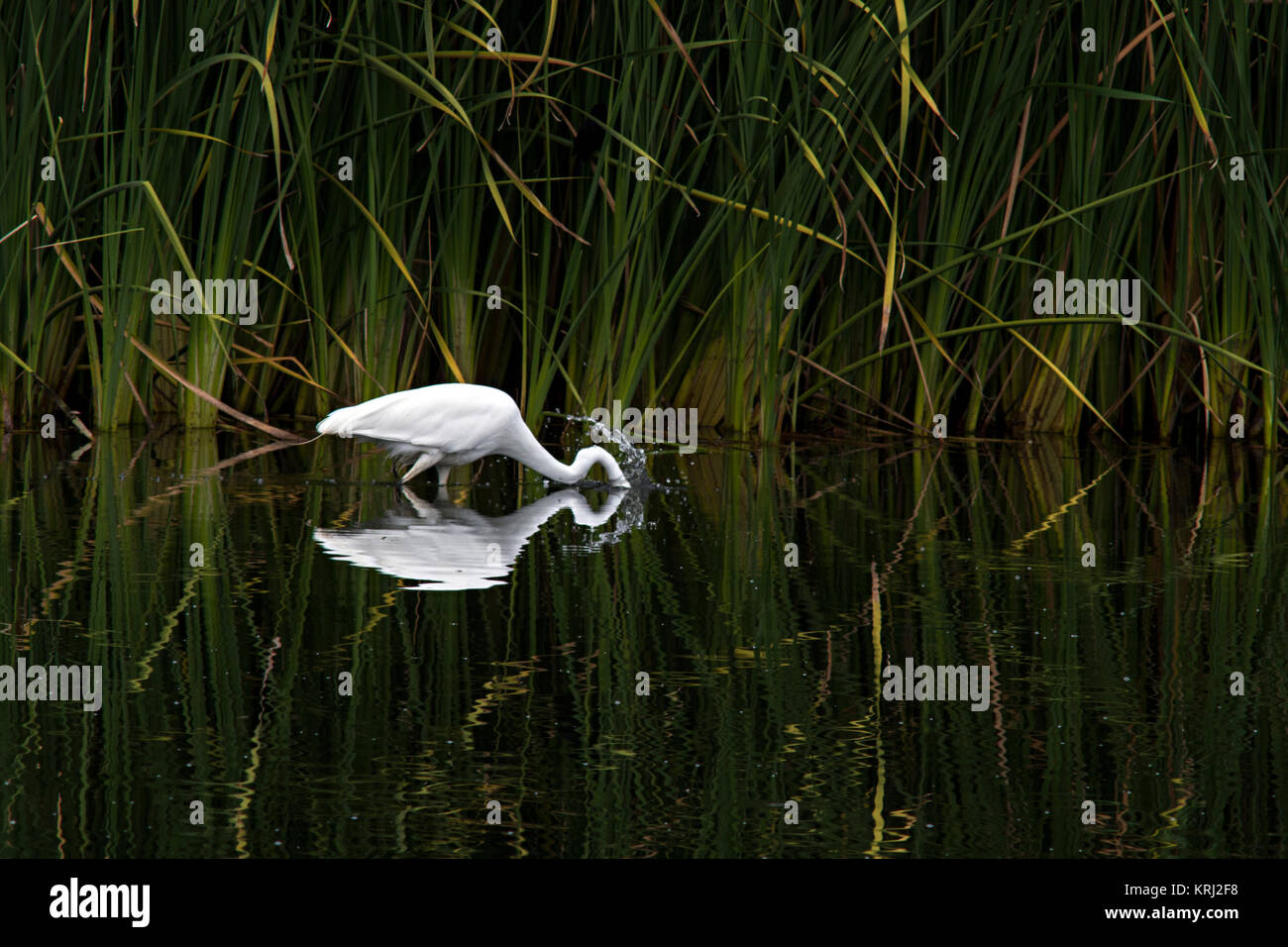 Great Egret Bird Catching and Eating a Fish, Photographed in the Wild ...