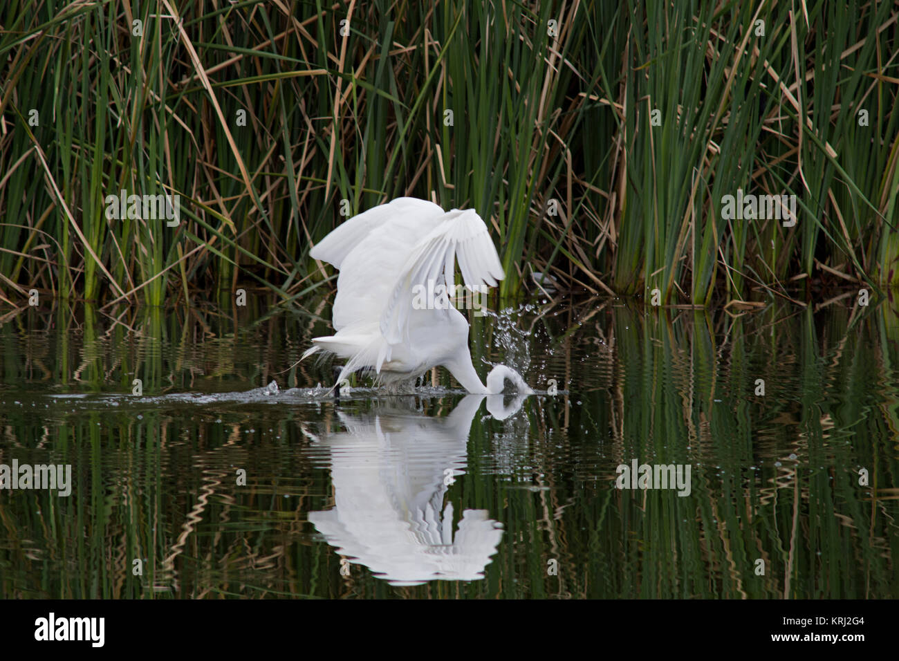 Great Egret Bird Catching and Eating a Fish, Photographed in the Wild ...