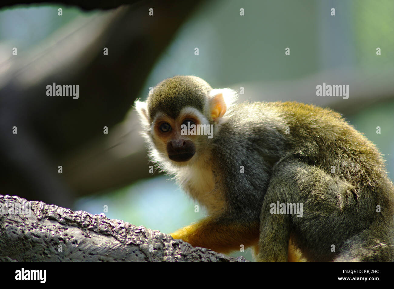 Close-up Portrait of A Common Squirrel Monkey, Saimiri sciureus, Climbing in a Tree with a Green ...