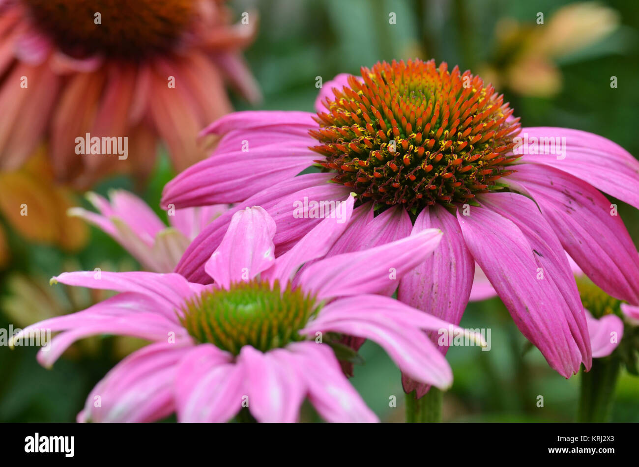 Singapore daisy leaf hi-res stock photography and images - Alamy