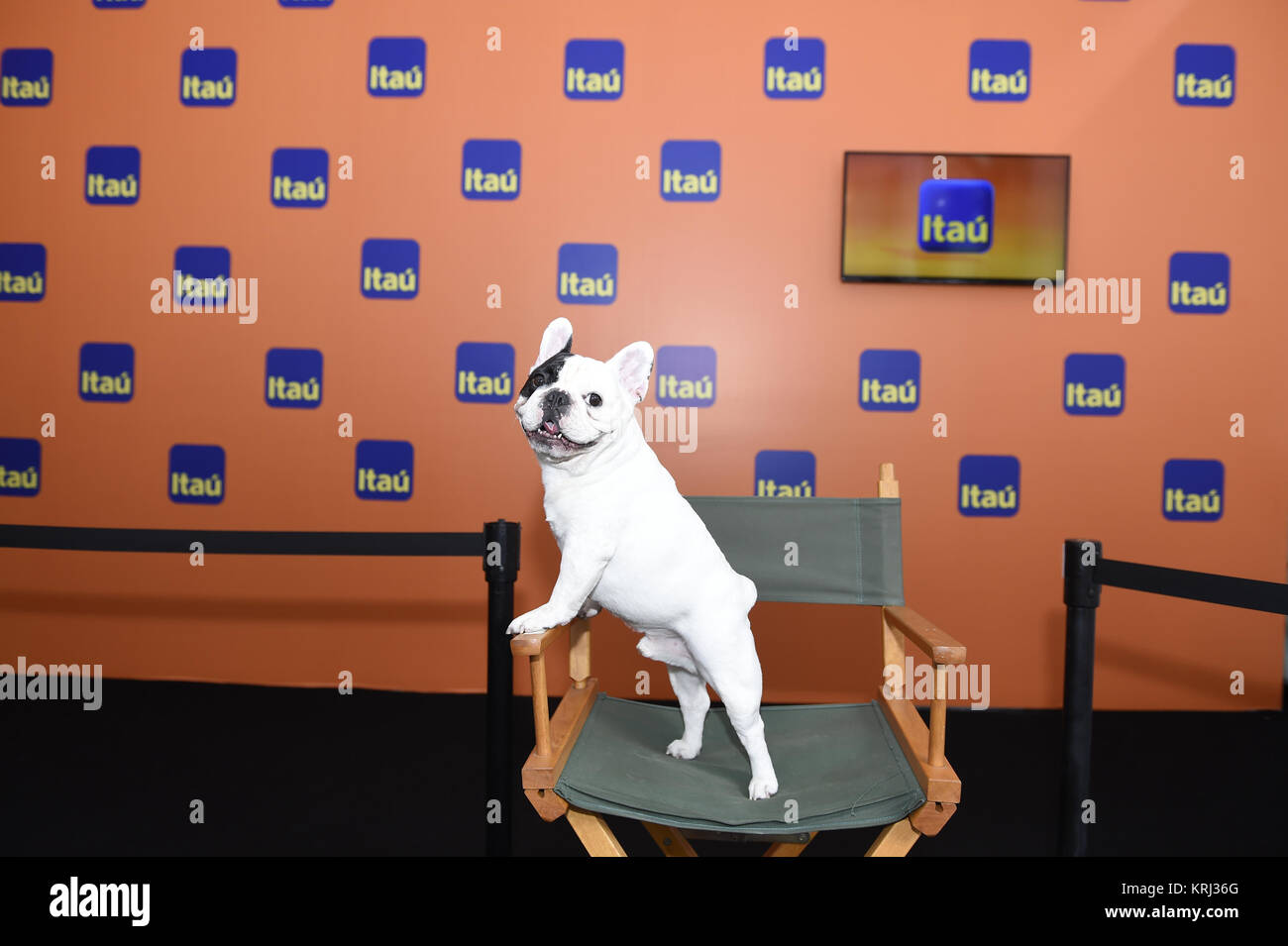 KEY BISCAYNE, FL - MARCH 31: Manny The Frenchie during the Miami Open ...