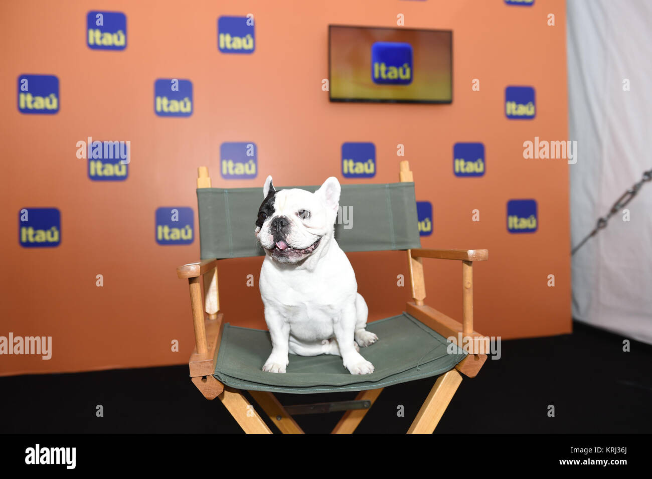 KEY BISCAYNE, FL - MARCH 31: Manny The Frenchie during the Miami Open ...