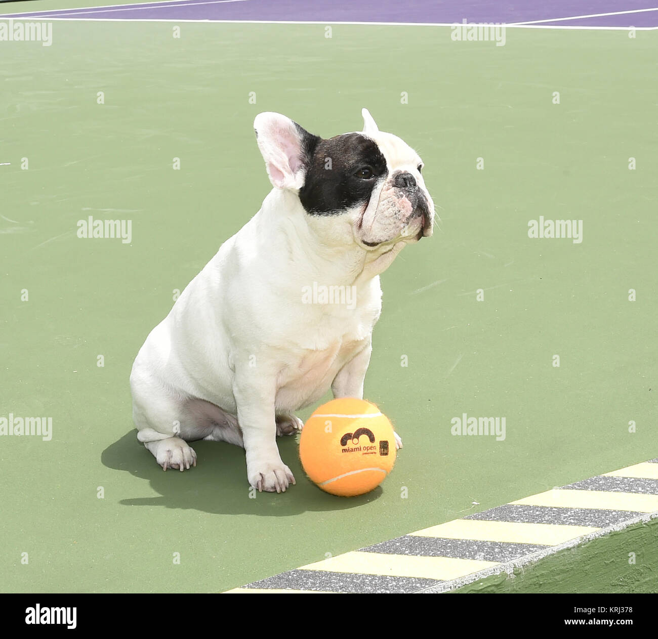 KEY BISCAYNE, FL - MARCH 31: Manny The Frenchie during the Miami Open ...