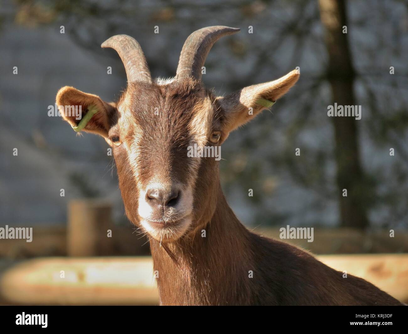 portrait of a goat Stock Photo - Alamy