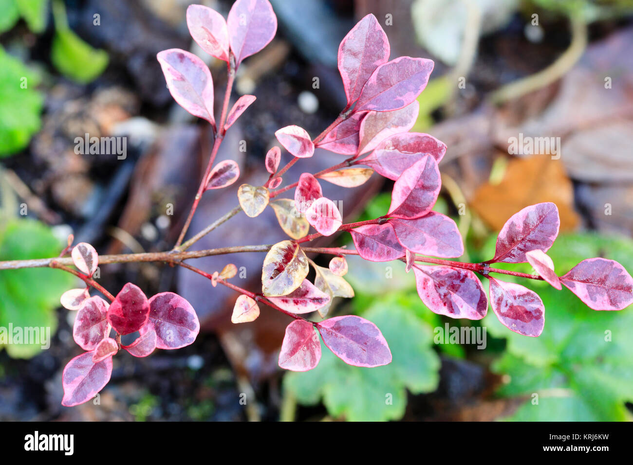 Red,pink and white variegated foliage of the compact evergreen shrub ...