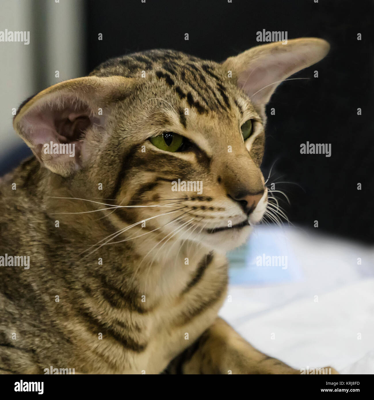 Oriental shorthair cat hi-res stock photography and images - Alamy