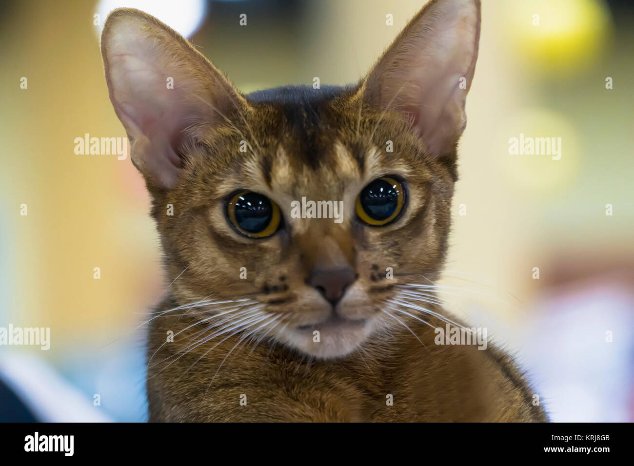 Abyssinian cat home hi-res stock photography and images - Alamy