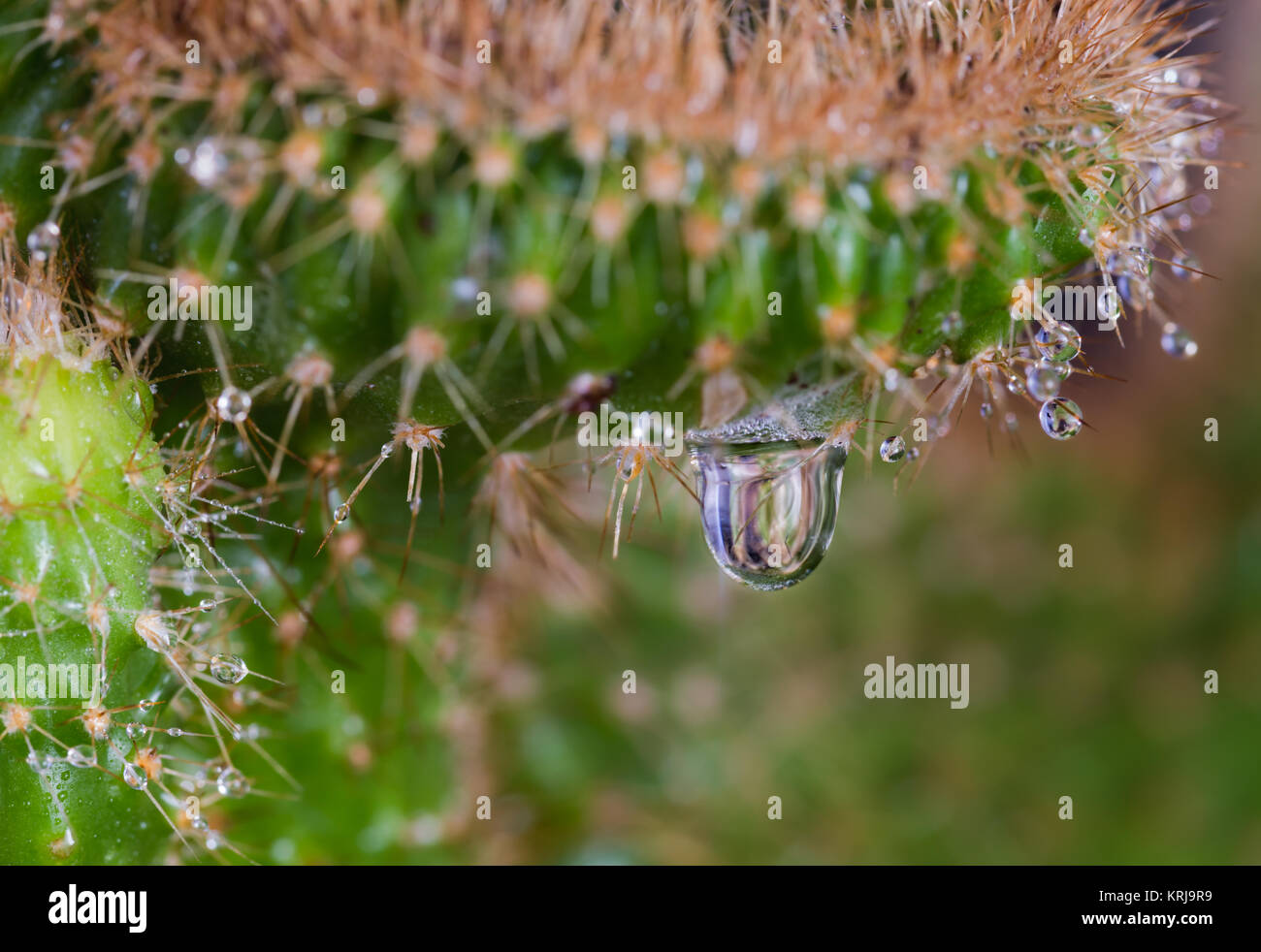 Water drops on a cactus hi-res stock photography and images - Alamy