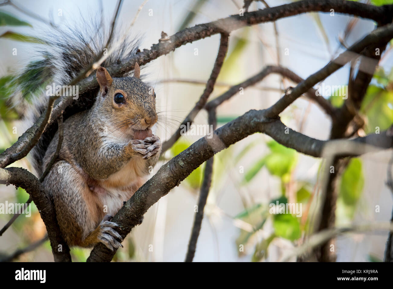 Squirrel dinner hi-res stock photography and images - Alamy
