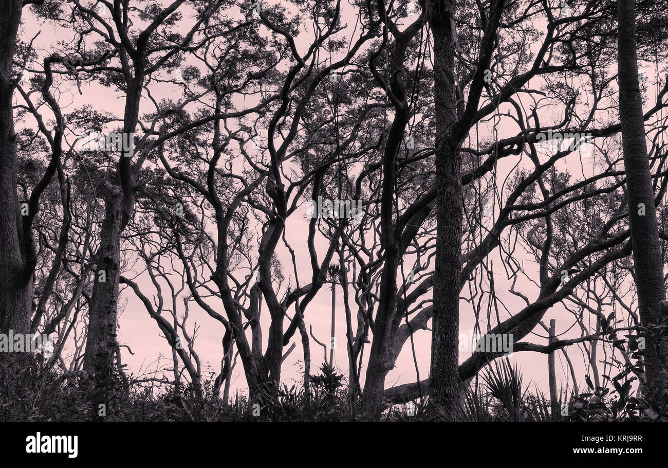 Monochrome high contrast image of a tree grove against a pink sky Stock ...