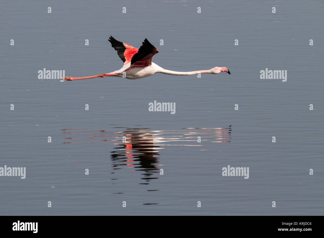 Flamingo, wings outstretched in full flight Stock Photo - Alamy