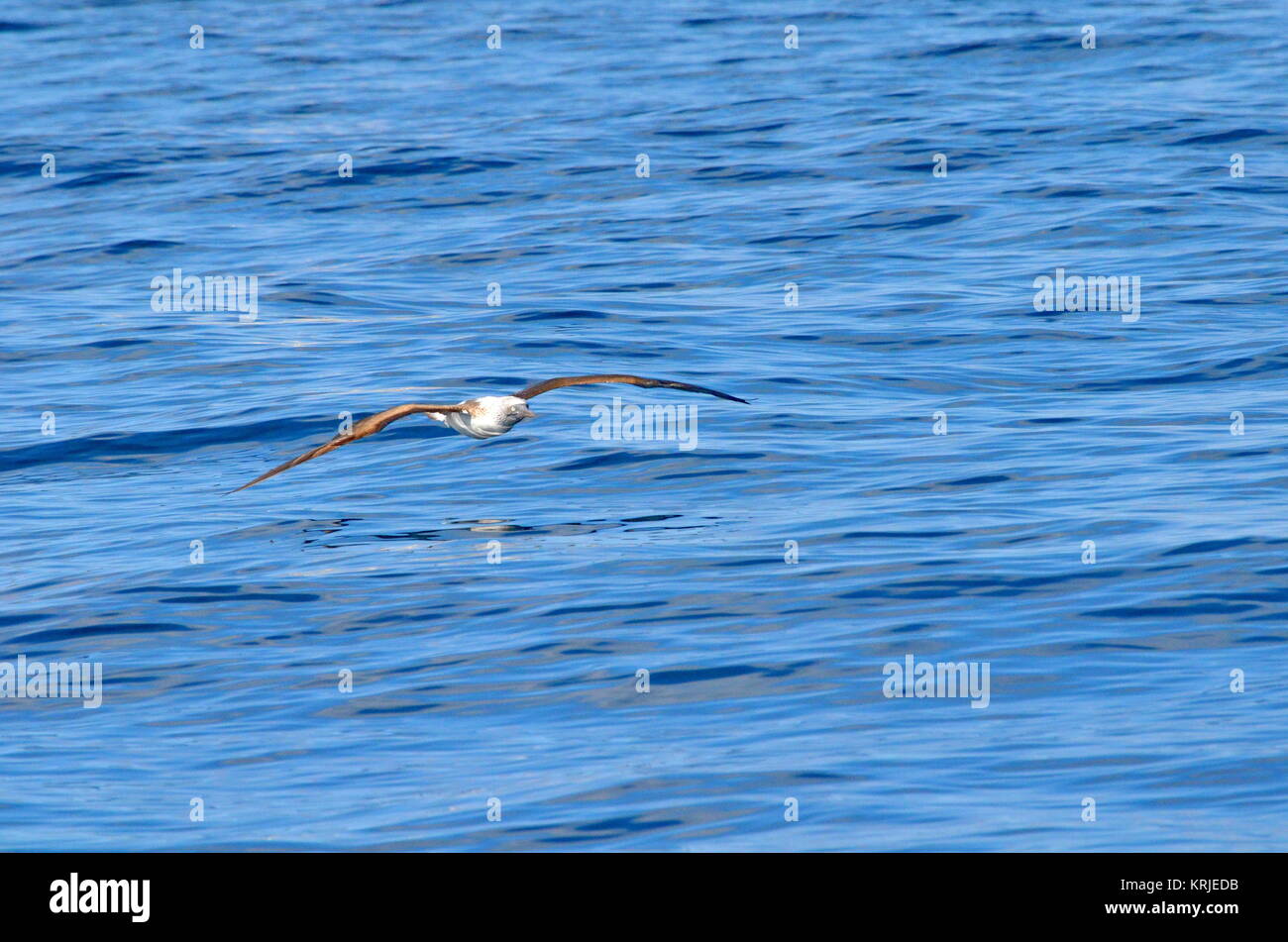 Blue Footed Booby on Isla Isabel a volcanic island 15 miles off Mexico ...