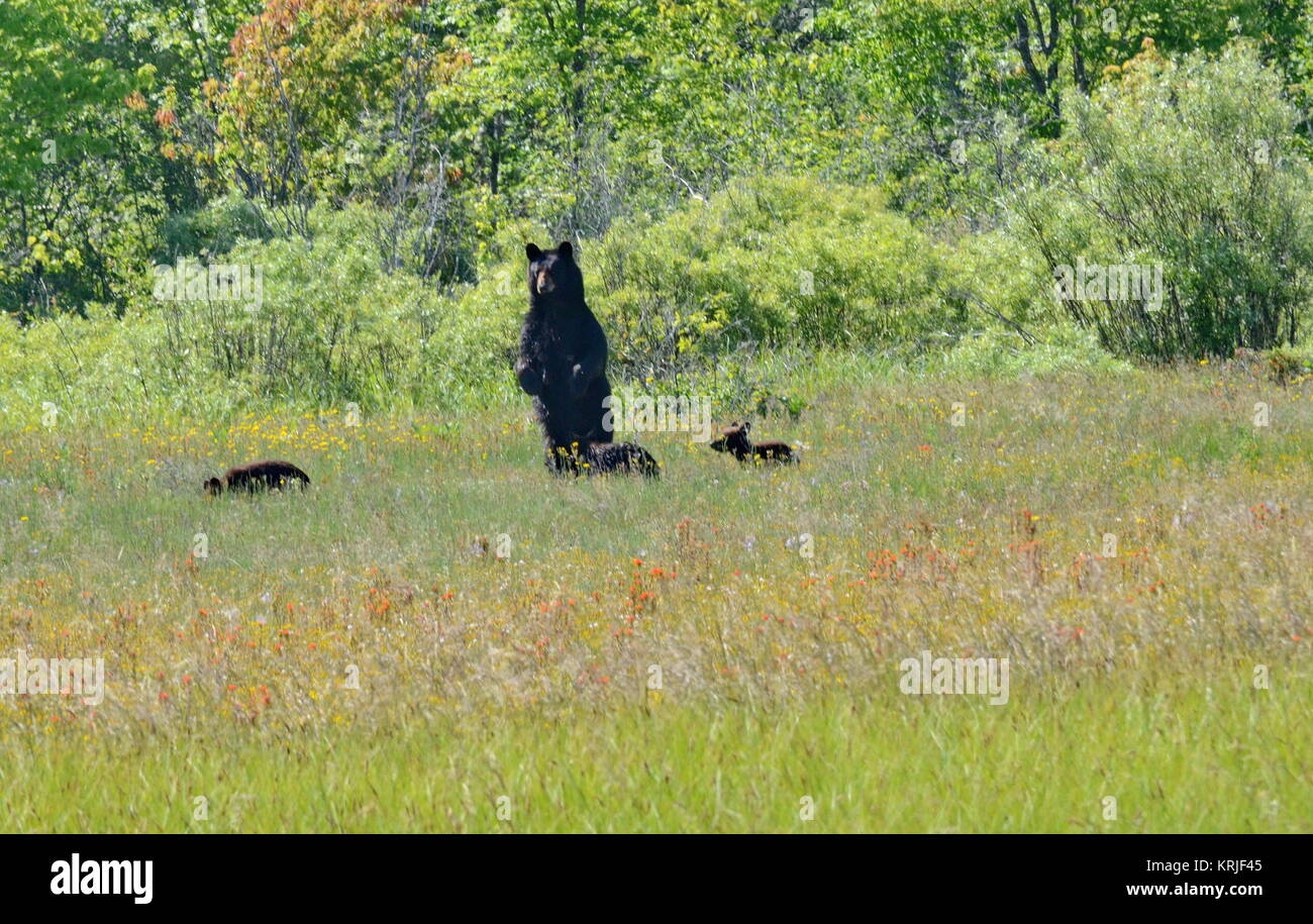 Black Bear (Ursus americanus) sow and three cubs of the year in a ...