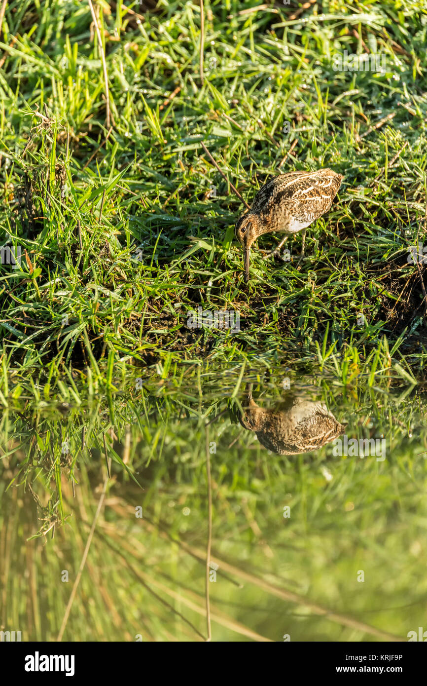 Wilsons snipe hi-res stock photography and images - Alamy