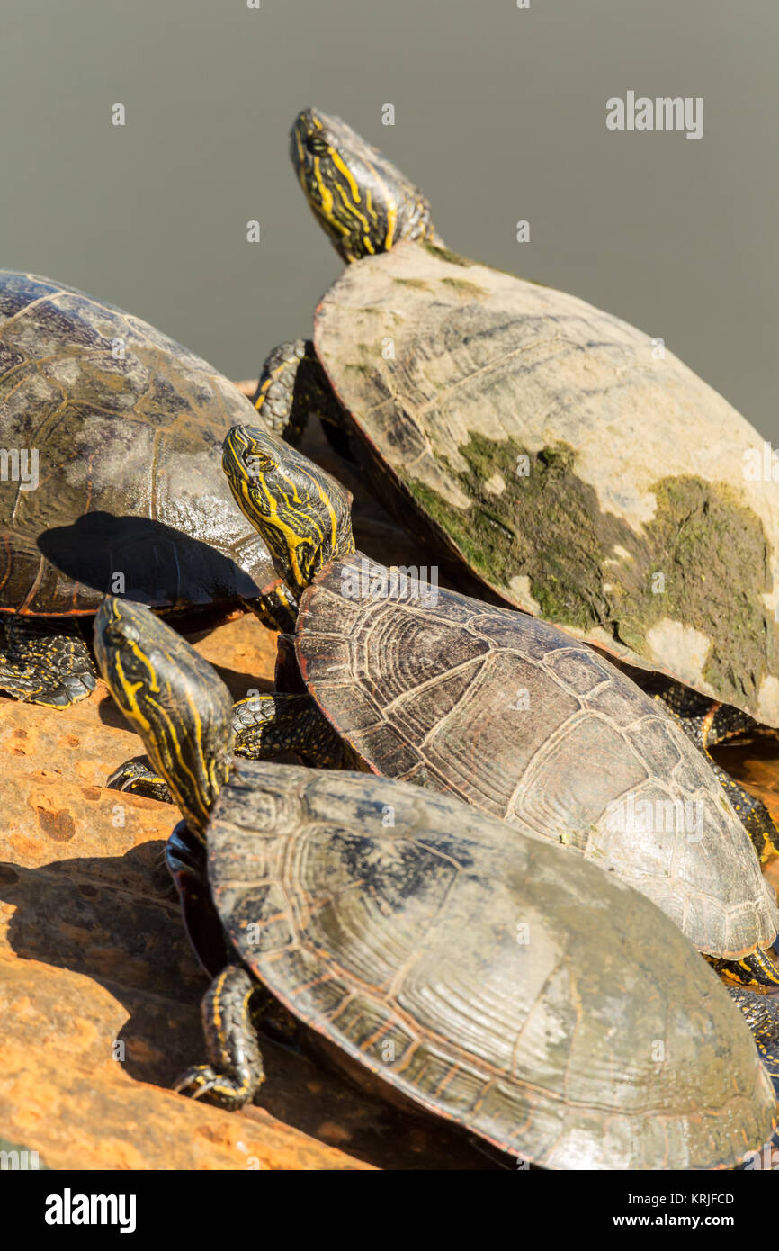 Painted turtle on log hi-res stock photography and images - Alamy
