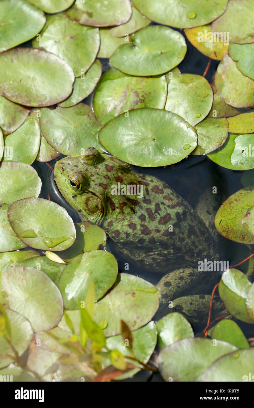 Bullfrog resting at the surface of a shallow pond, waiting for ...