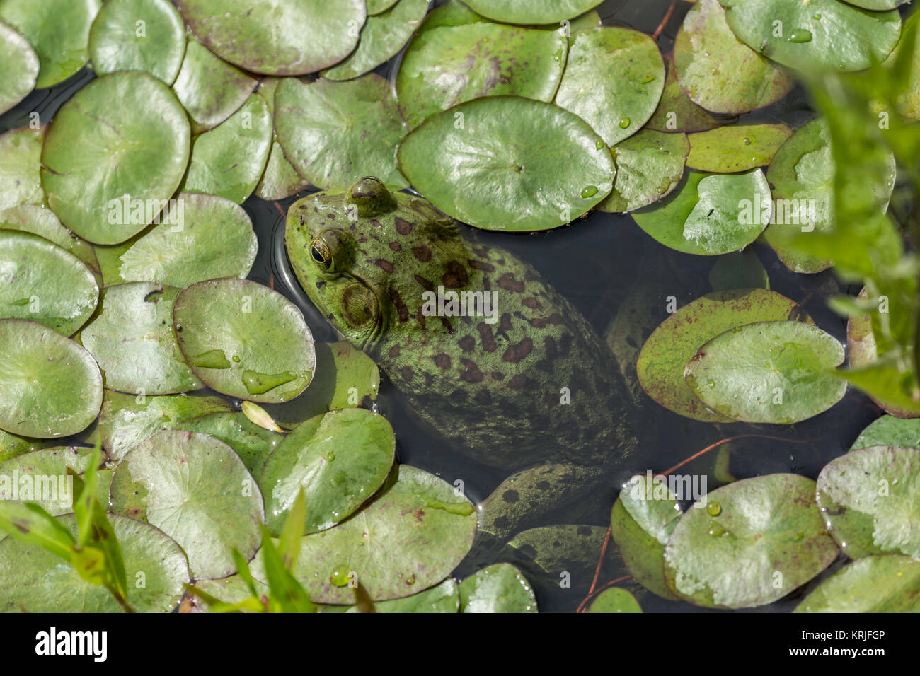Bullfrog resting at the surface of a shallow pond, waiting for ...