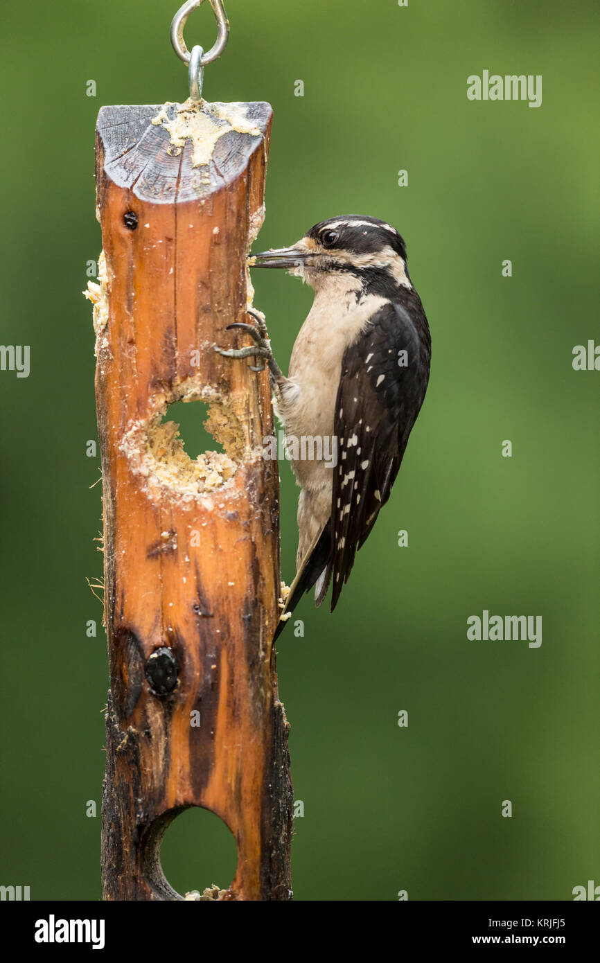 Female Hairy Woodpecker eating from a log suet feeder in Issaquah ...