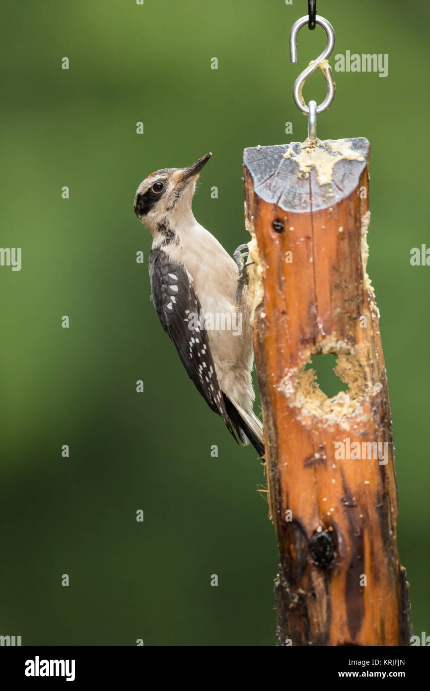 Juvenile hairy woodpecker hi-res stock photography and images - Alamy