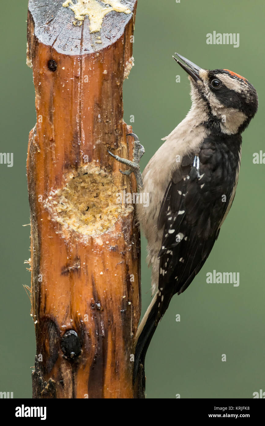Hairy Woodpecker Juvenile