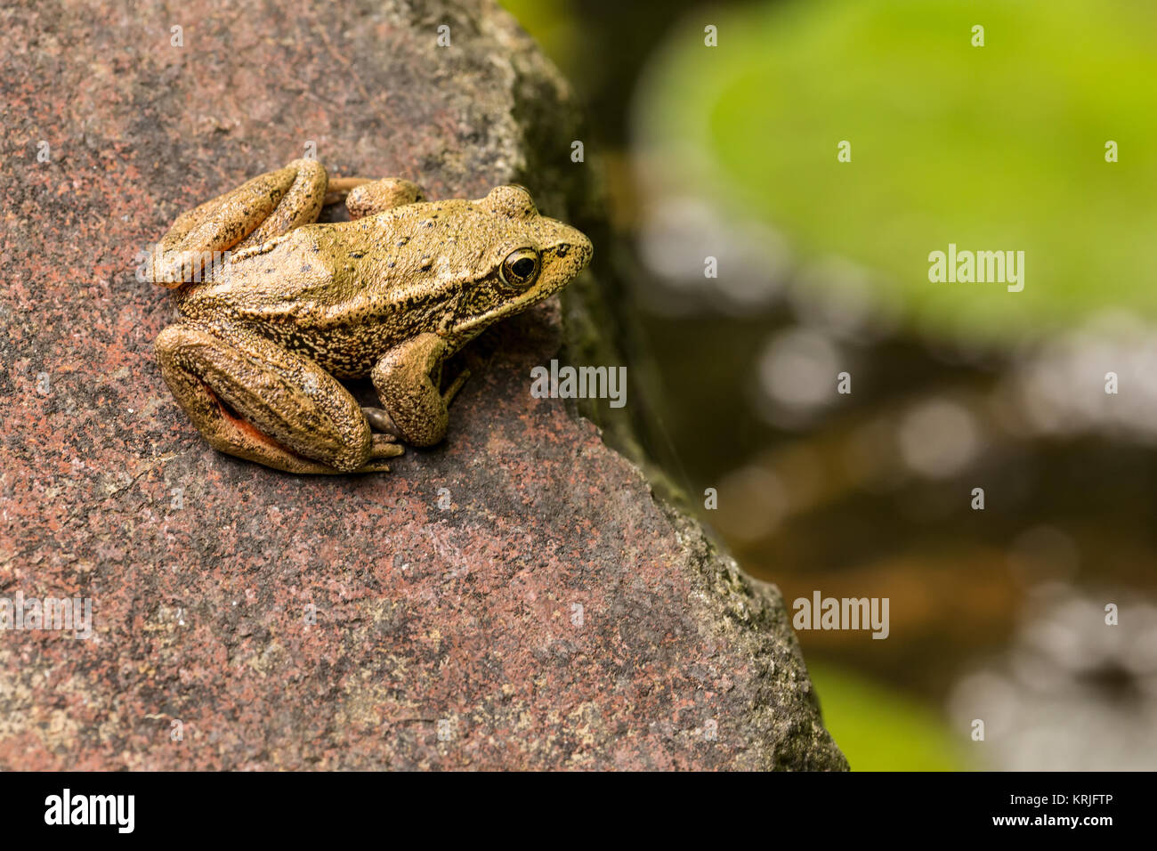 Adult Red-Legged Frog (Rana aurora) resting on a rock in a pond in ...