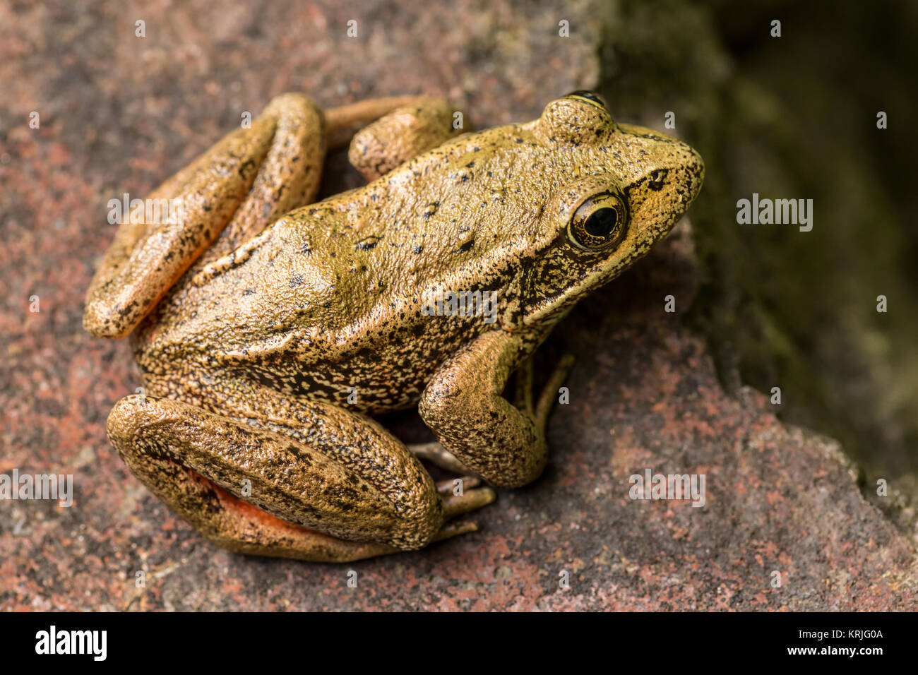 Adult Red-Legged Frog (Rana aurora) resting on a rock in a pond in ...