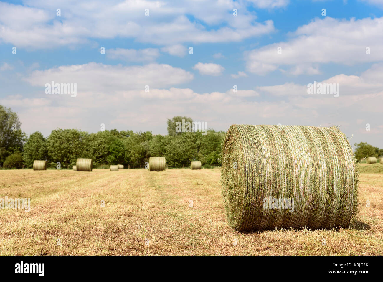 Bales of hay in field Stock Photo - Alamy