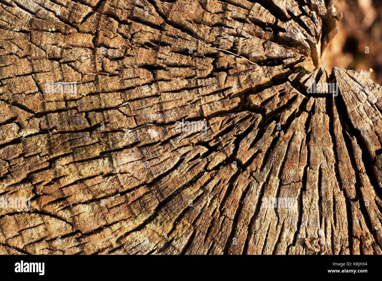 old tree trunk 1 Stock Photo - Alamy