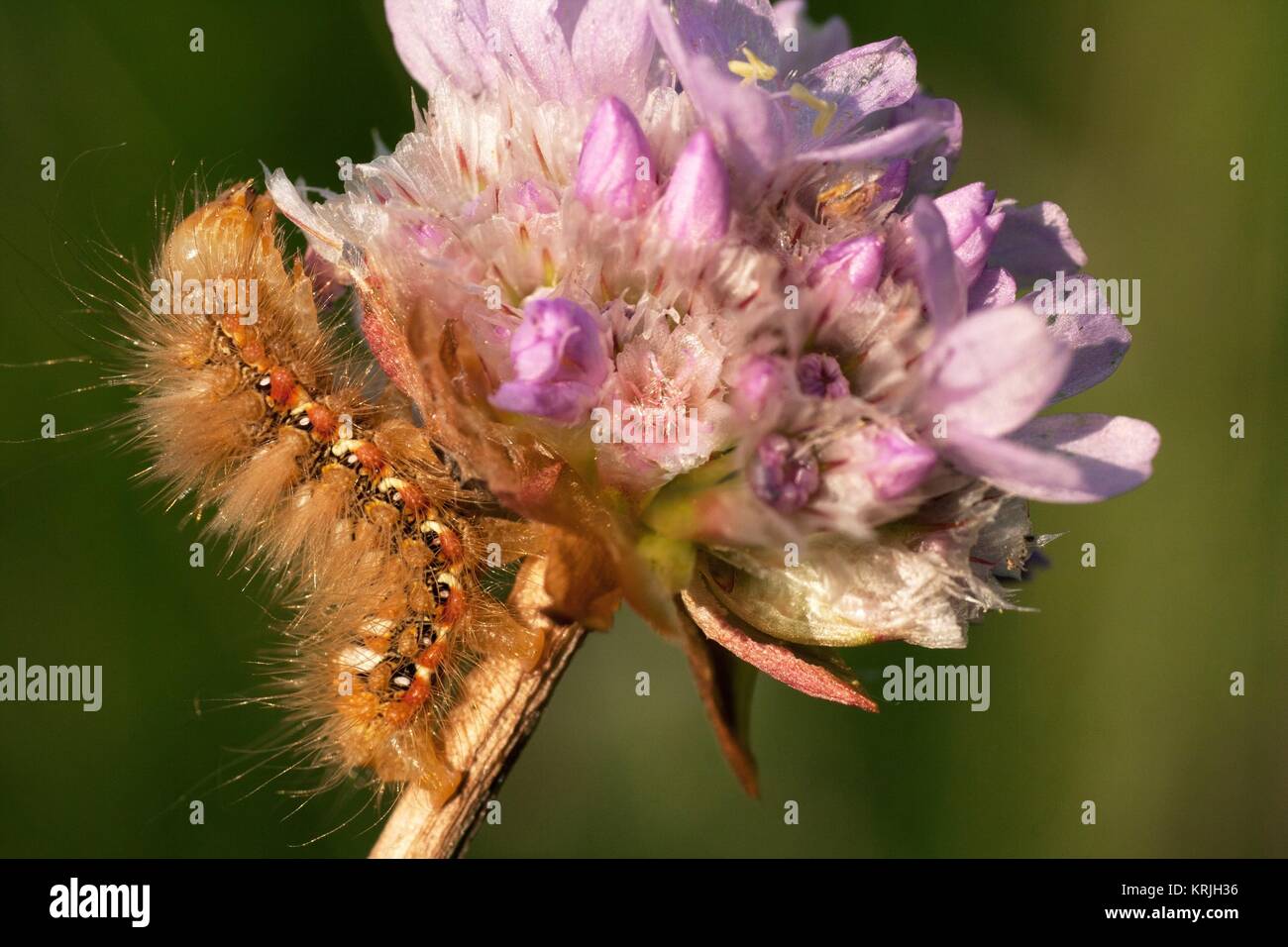 caterpillar on a flower clover 1 Stock Photo - Alamy