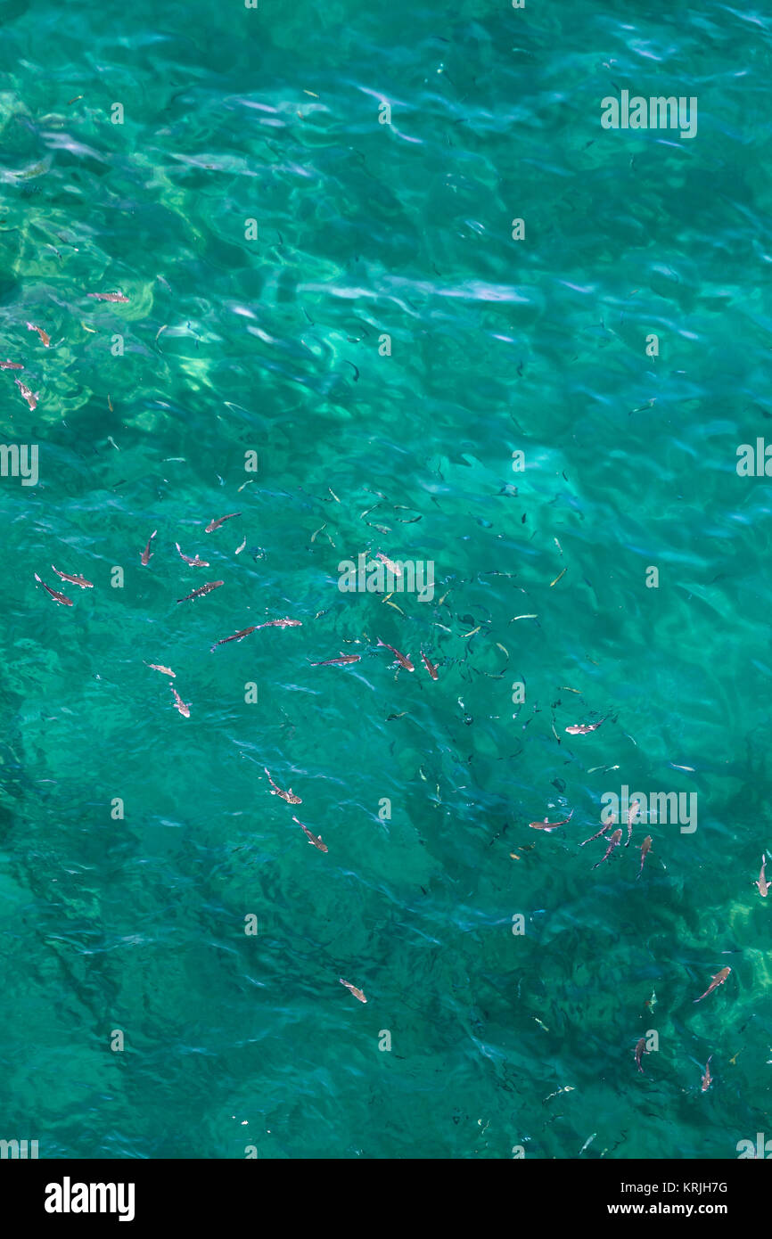 Many fish on the surface of the Alboran Sea in the Strait of Gibraltar ...