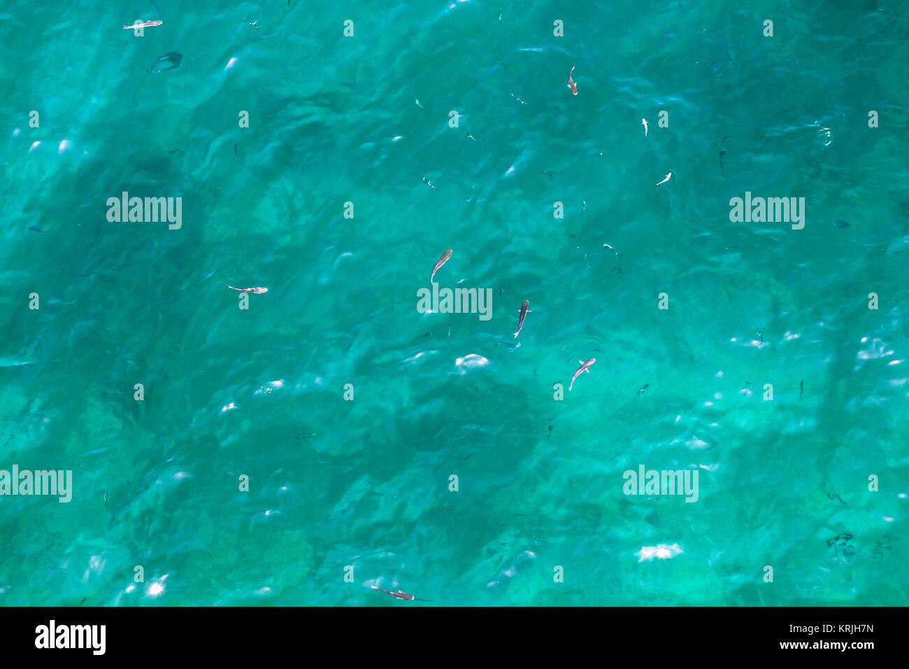 Many fish on the surface of the Alboran Sea in the Strait of Gibraltar ...
